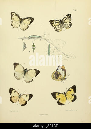 A detailed illustration from 'The Lepidoptera of Ceylon,' showcasing ...