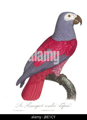 The Levaillant parrot, native to Africa, is known for its striking ...