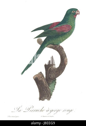 The Levaillant's parrot, native to southern Africa, is known for its ...