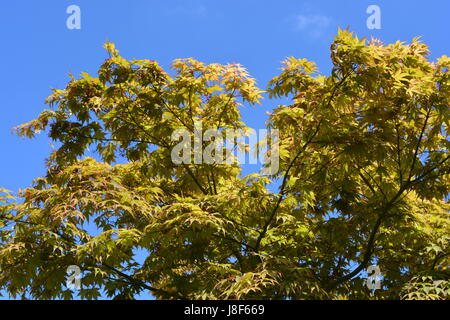Summer branches of maple tree with green leaves and seeds. Summer ...