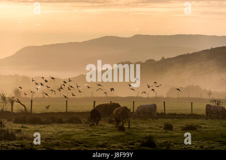 Beef cattle livestock sunrise, County Donegal, Ireland Stock Photo - Alamy