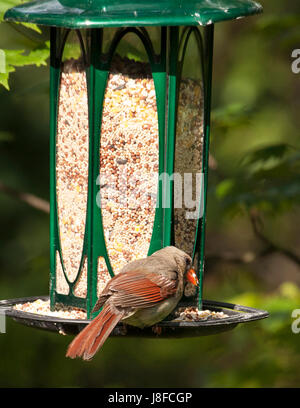 Female northern cardinal standing on edge of small pond with reflection ...