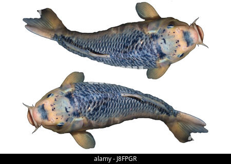Coy carp in the pond at Ventnor Botanic gardens, Isle of Wight, UK ...