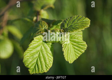 Young hazel tree branch sprout with new growing leaves in spring forest ...