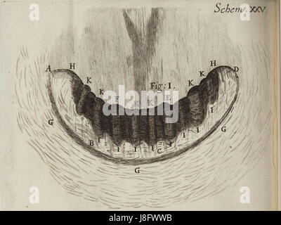 Micrographia Schem 25 fig 3 Stock Photo - Alamy