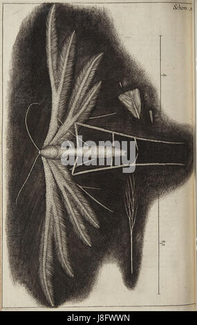 'Micrographia' is a work by Robert Hooke, where he detailed the ...