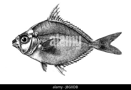 Equula dussumieri Ford 52 Stock Photo - Alamy