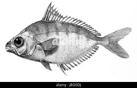 Equula lineolata Ford 51C Stock Photo - Alamy