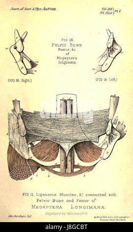 Megaptera Longimana 3 Stock Photo - Alamy
