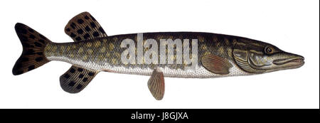 Fish anatomy. Pike (Esox lucius). The pneumatophore, swim bladder ...