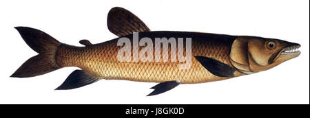 Hepsetus odoe 2 Stock Photo - Alamy