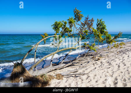 Overthrown tree on shore of the Baltic Sea Stock Photo - Alamy