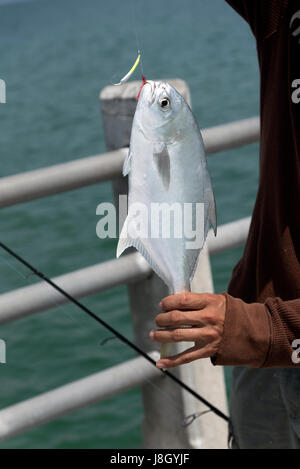 Hand holding pompano fish caught while fly fishing in the Seychelles ...