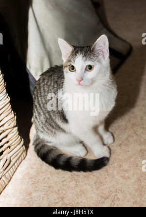 A young cat modelling in her home Stock Photo - Alamy