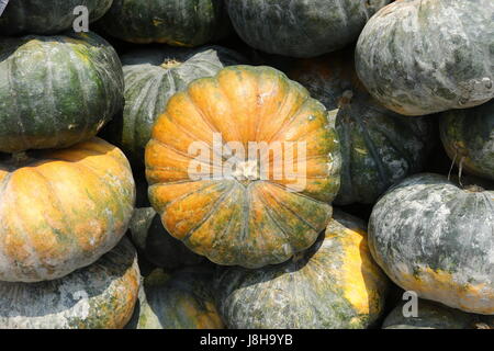 Musk pumpkin (Cucurbita moschata), Muskat de Provence Stock Photo - Alamy