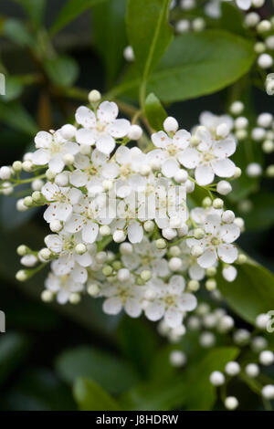 Pyracantha. Firethorn flowers trained against a brick wall Stock Photo ...