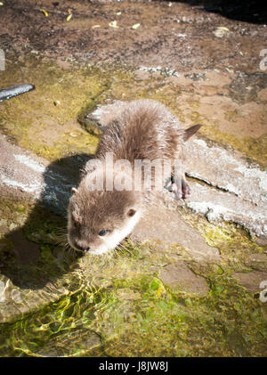 The Asian small-clawed otter (Aonyx cinereus), oriental small-clawed ...