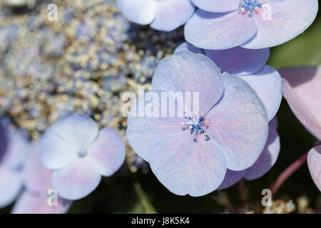 A partial close-up of the Blue Hydrangea Stock Photo - Alamy