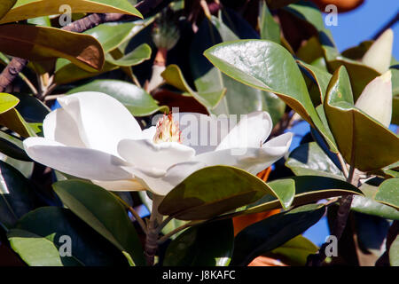 Flower and foliage of the tropical tree Magnolia Grandiflora ...