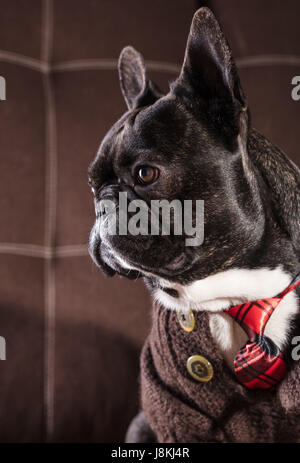 French bulldog dressed in sweater and tie portrait Stock Photo - Alamy
