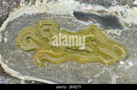 a Green Paddleworm (Phyllodoce lamelligera), marine polychaete under a ...