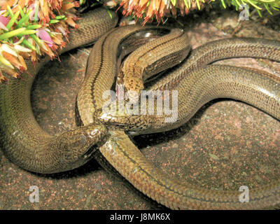 Three female slow worms Stock Photo - Alamy