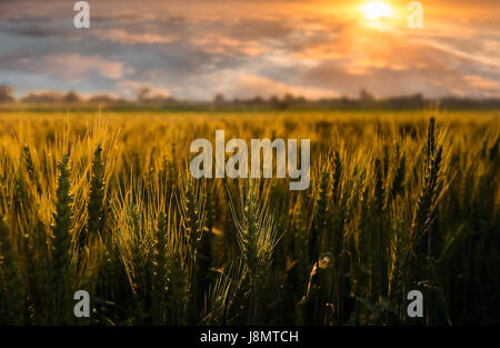 barley field in sun set Stock Photo - Alamy