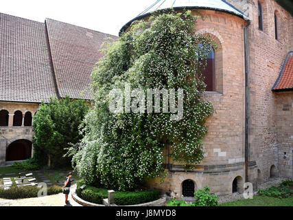 Hildesheim, Germany. 29th May, 2017. The 1000 year old rose bush near ...