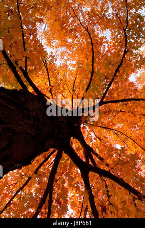 Tree in Brookfield Stock Photo - Alamy