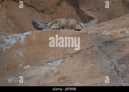 Puma hiding behind a rock Stock Photo - Alamy