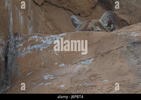 Puma hiding behind a rock Stock Photo - Alamy