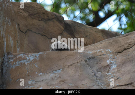Puma hiding behind a rock Stock Photo - Alamy