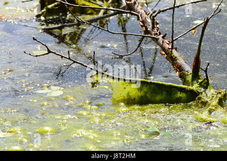 Slime on a branch at the lake Stock Photo - Alamy