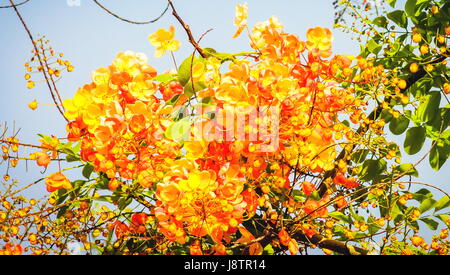 Cassia fistula flower, also known as the golden shower or indian ...