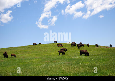 Herd of American bison (Bison bison) grazing, Wind Cave National Park ...