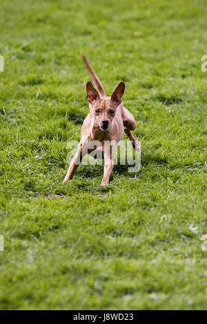 rennender dog at sport Stock Photo - Alamy