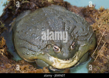 African bullfrog (Pyxicephalus adspersus), Central Kalahari, Botswana ...
