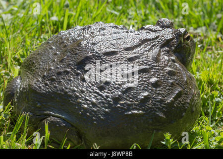 African bullfrog (Pyxicephalus adspersus), Central Kalahari, Botswana ...