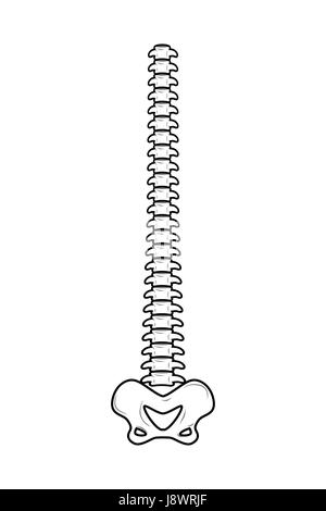 Pelvis hip bone Skeleton os coxae, innominate, pelvic, coxal bone Human ...