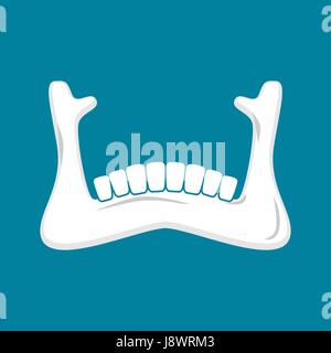 Mandible Lower jaw bone. Skeleton anatomy human. Skeletal system cross ...