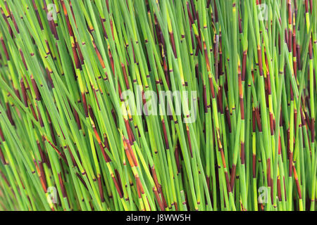 A restio Thatching Reed Chondropetalum tectorum (Restionaceae) South ...