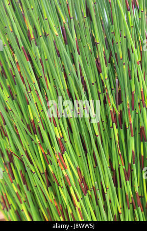 A restio Thatching Reed Chondropetalum tectorum (Restionaceae) South ...