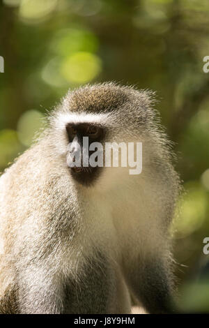 Monkey's at Monkeyland - South Africa Stock Photo - Alamy