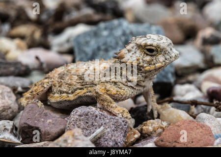 Juvenile desert horned lizard or horny toad (Phrynosoma), Arizona, USA ...
