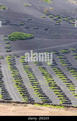 A vineyard in Lanzarote island, growing on volcanic soil Stock Photo ...