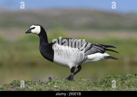 Closeup of a standing barnacle goose Stock Photo - Alamy
