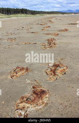 Seaweed Washed Up On Beach At Sunset Stock Photo - Alamy
