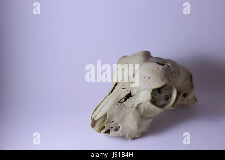 The head of a dead goat Stock Photo - Alamy