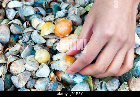 Woman picking up seashells at beach Stock Photo - Alamy