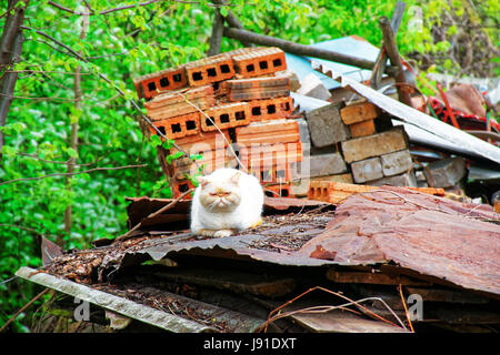 Rural scene with cat at rusty metal in Vilnius countryside, Lithuania ...